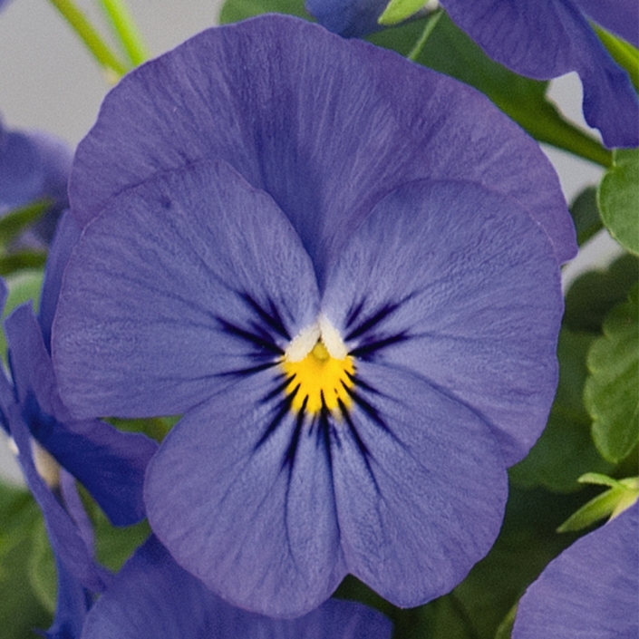 Admire Blue - Hethor Flowers
