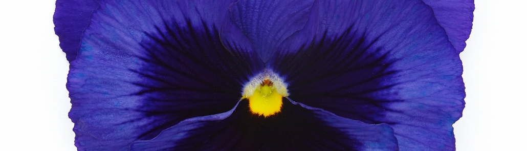 Inspire Blue Botch - Hethor Flowers