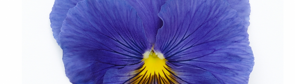 Inspire True Blue - Hethor Flowers