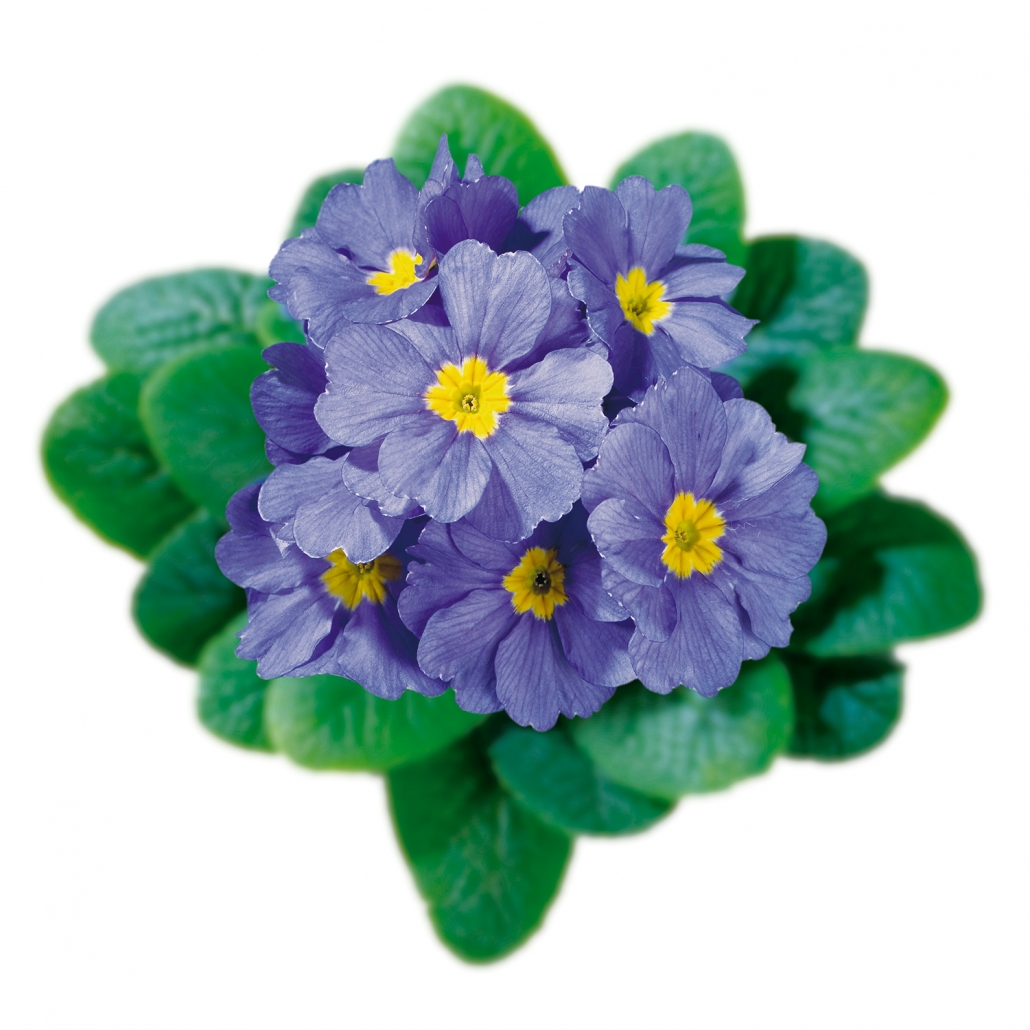 Breeding and seeds / and spring becomes more colourful - Hethor Flowers