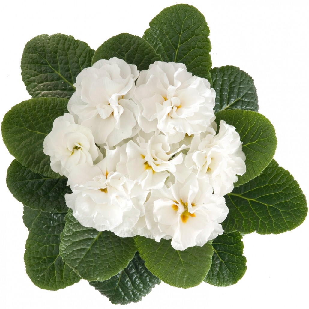 Breeding and seeds / and spring becomes more colourful - Hethor Flowers