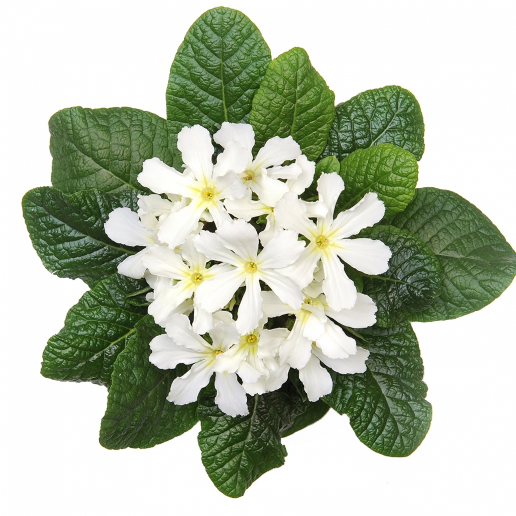 Breeding and seeds / and spring becomes more colourful - Hethor Flowers